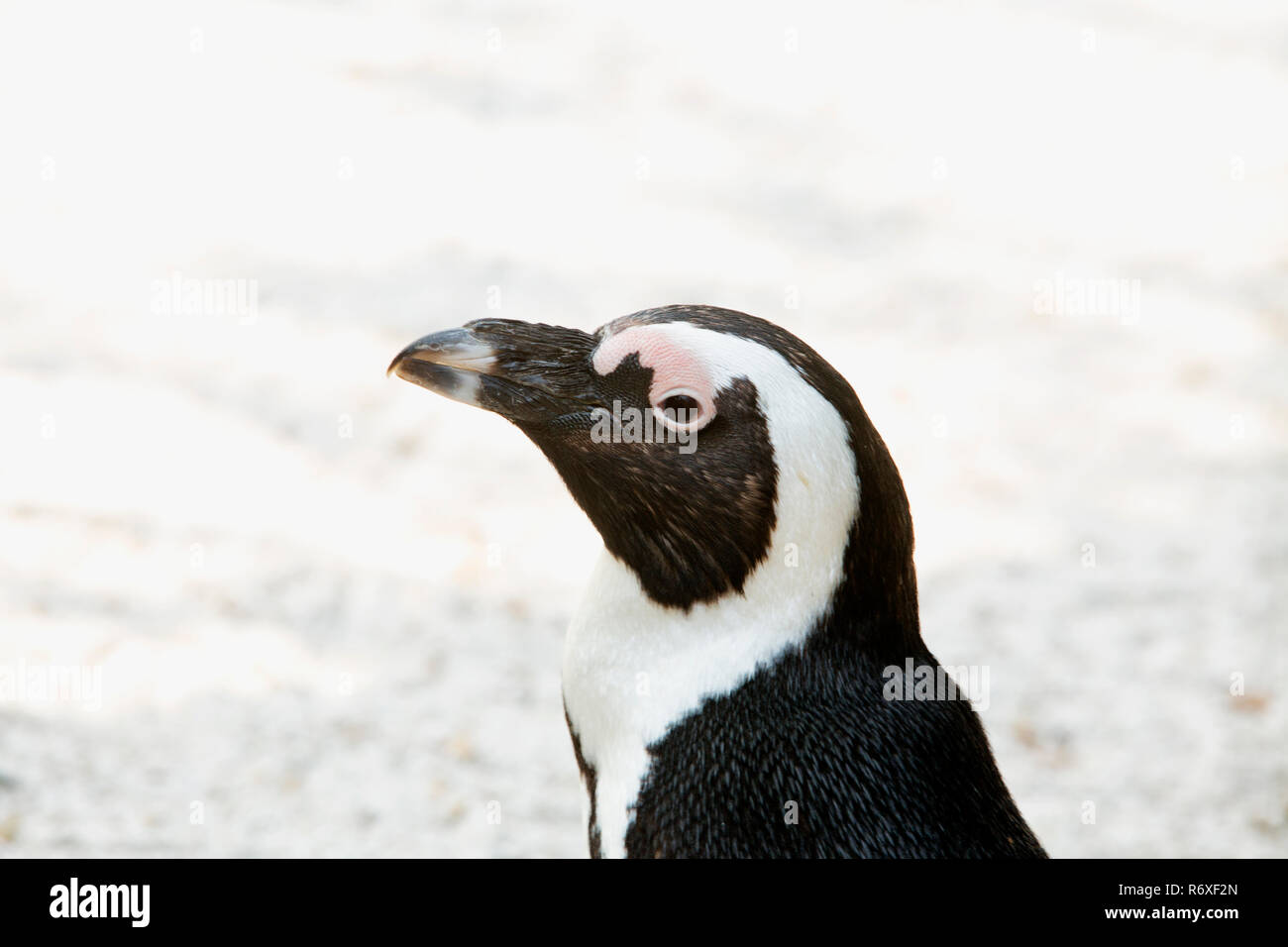 Left side of the bird hi-res stock photography and images - Alamy