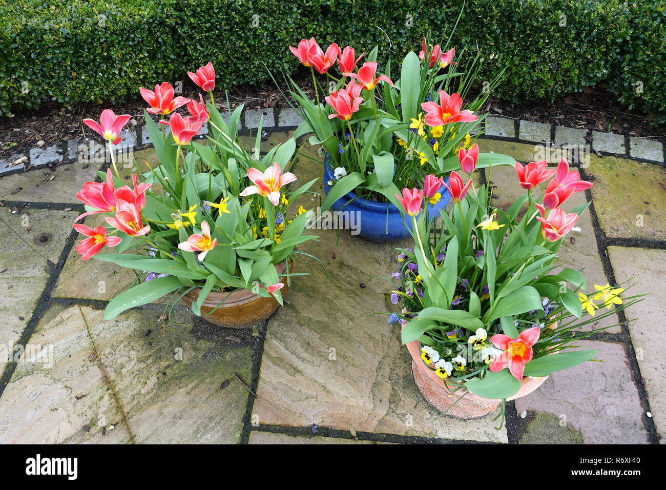 Colourful garden containers hi-res stock photography and images - Alamy
