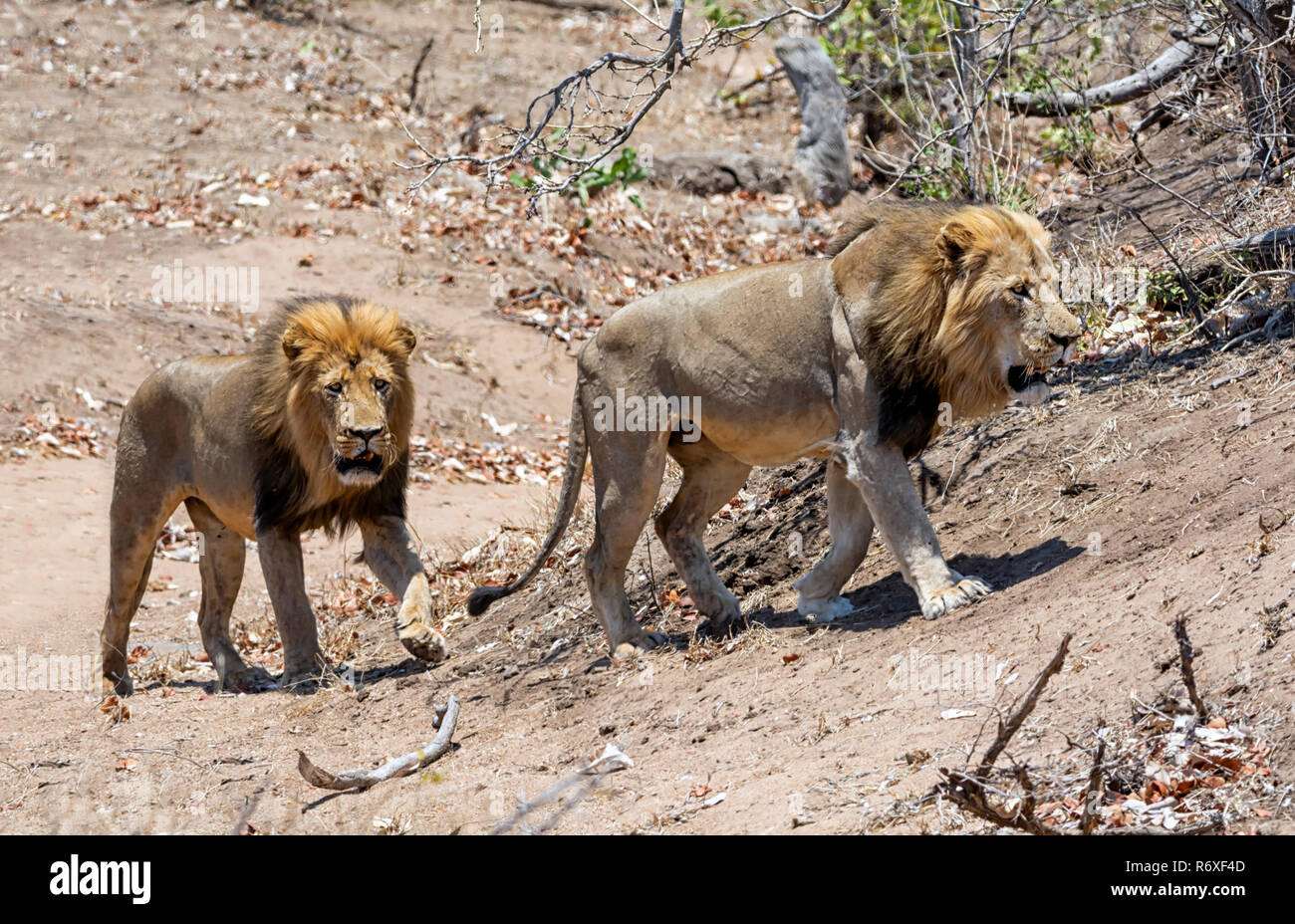 A pair of male Lions in Southern African savanna Stock Photo - Alamy