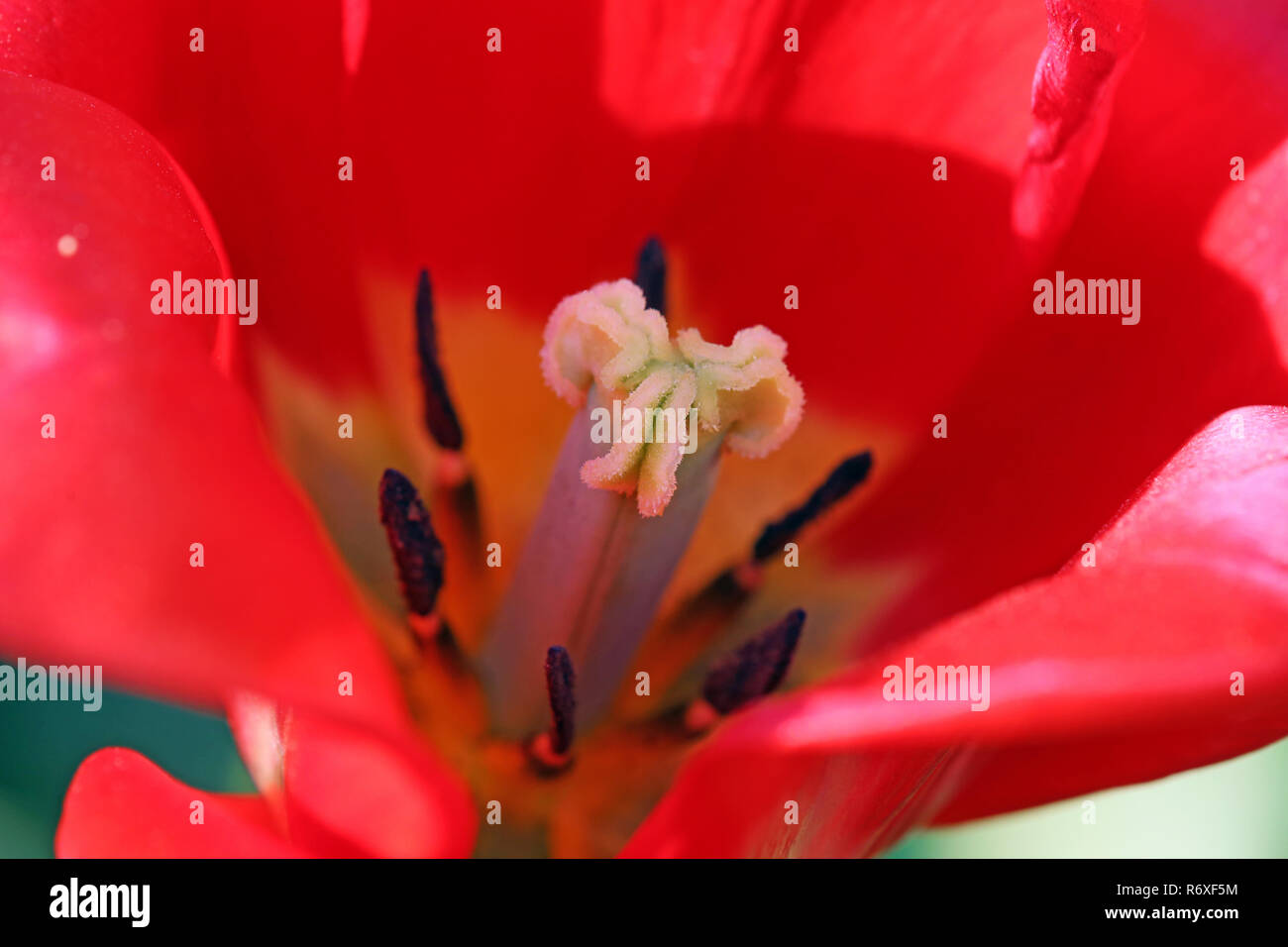 inner life of a red flowering tulip Stock Photo - Alamy