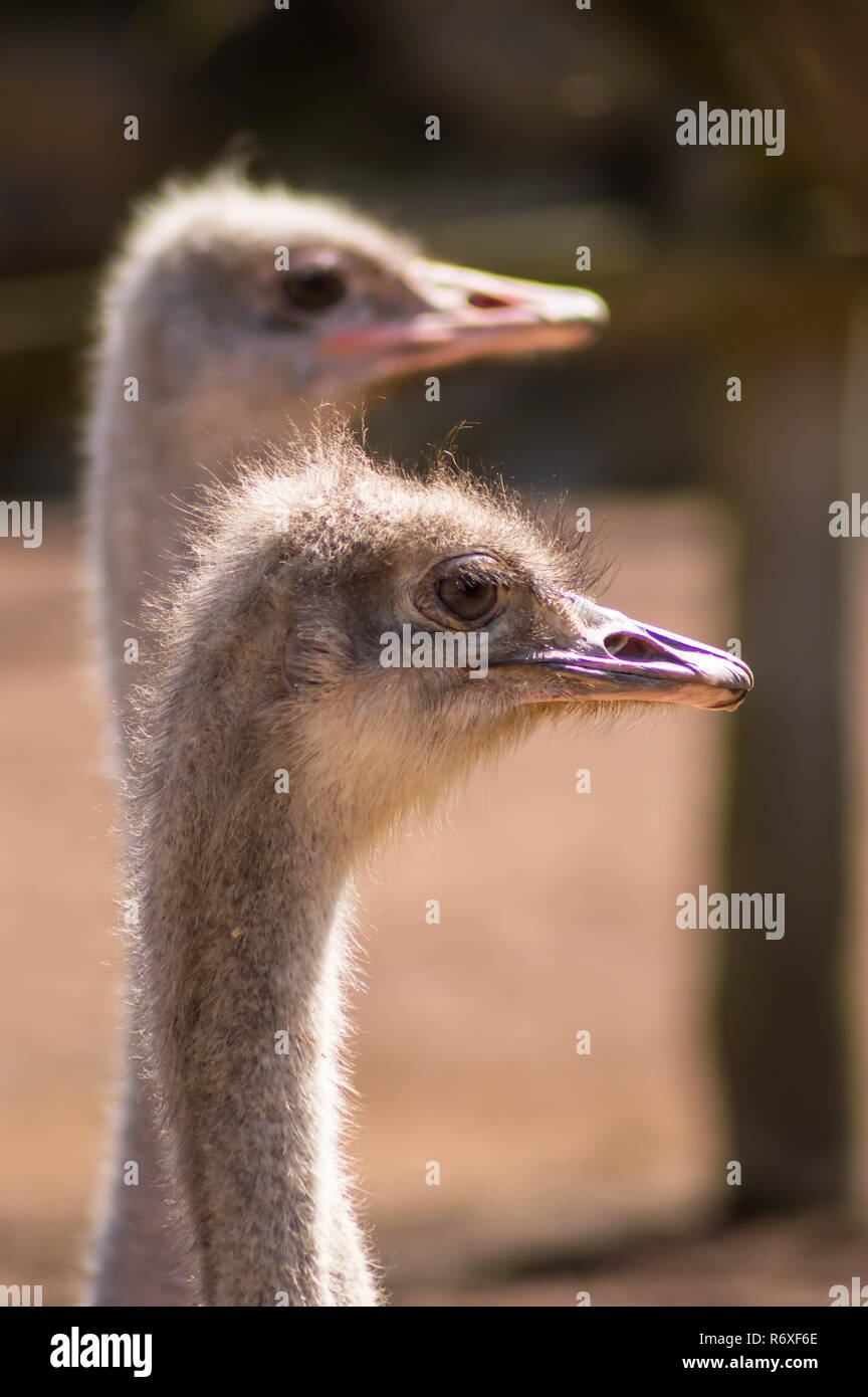 Two ostrich heads close hi-res stock photography and images - Alamy