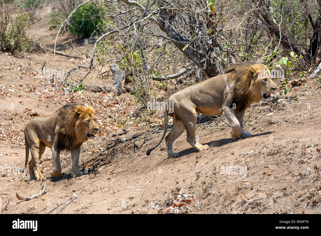 A pair of male Lions in Southern African savanna Stock Photo - Alamy
