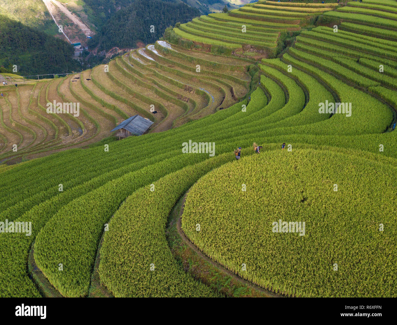 Aerial view of Vietnam landscapes. Rice fields on terraced of Mu Cang ...