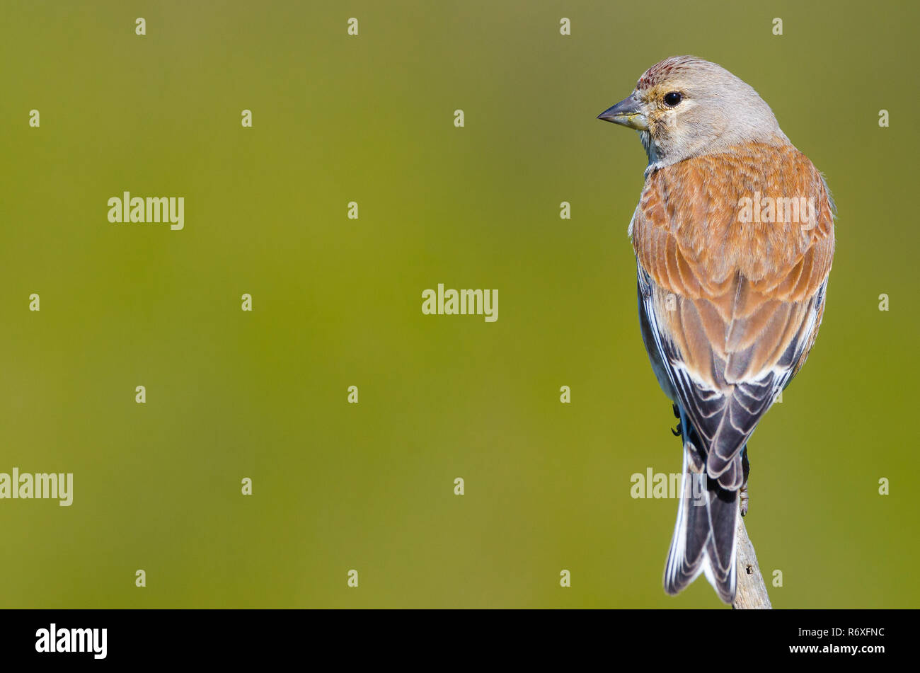 Pardillo comun hi-res stock photography and images - Alamy