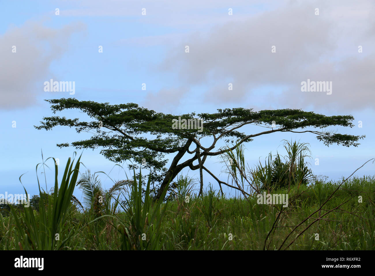Special tree with cloudy background Stock Photo - Alamy