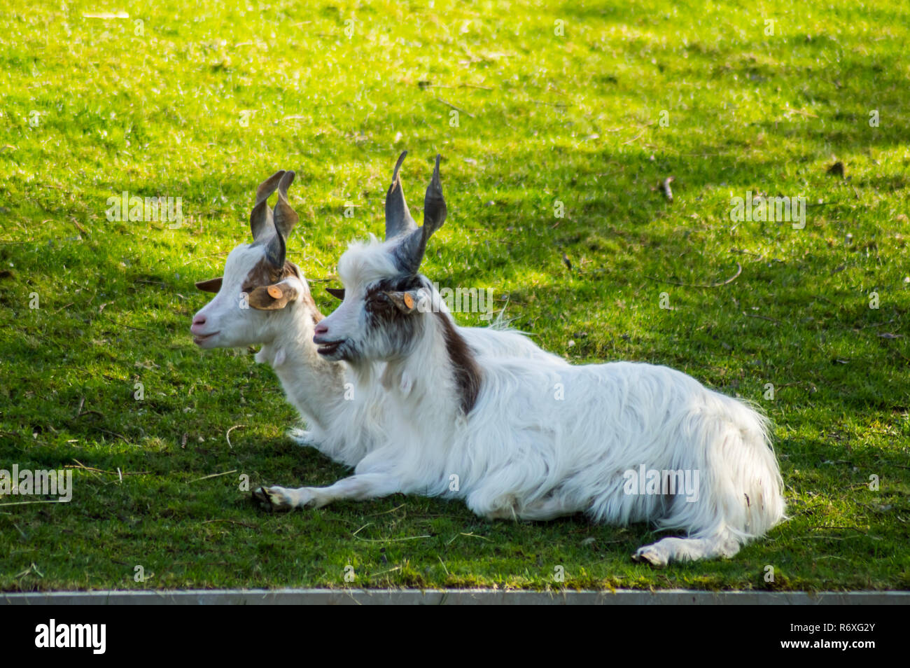 Rove goat hi-res stock photography and images - Alamy