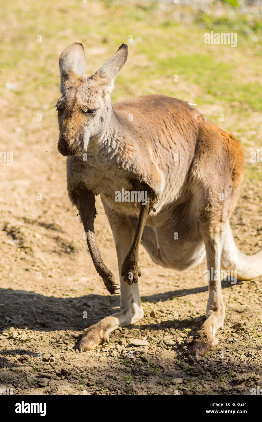 Red-haired kangaroo standing on the grass Stock Photo - Alamy