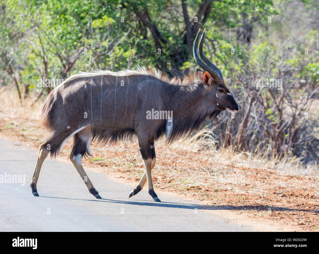 An Nyala bull in Southern Africa Stock Photo - Alamy