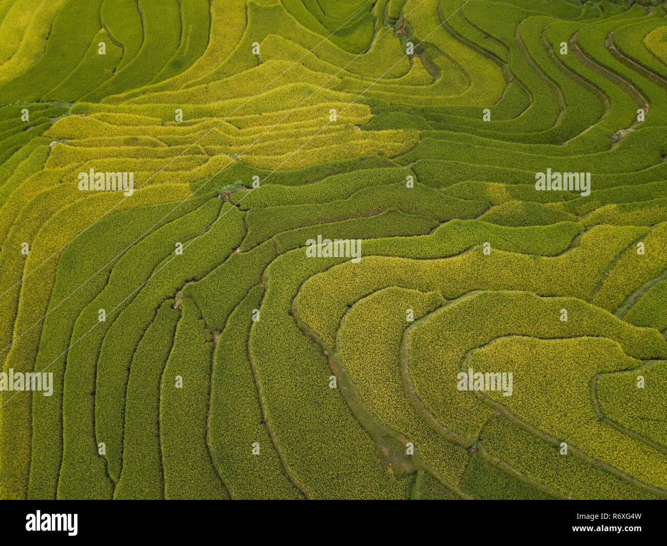 Top view of beautiful Vietnam landscapes with terraces rice field ...