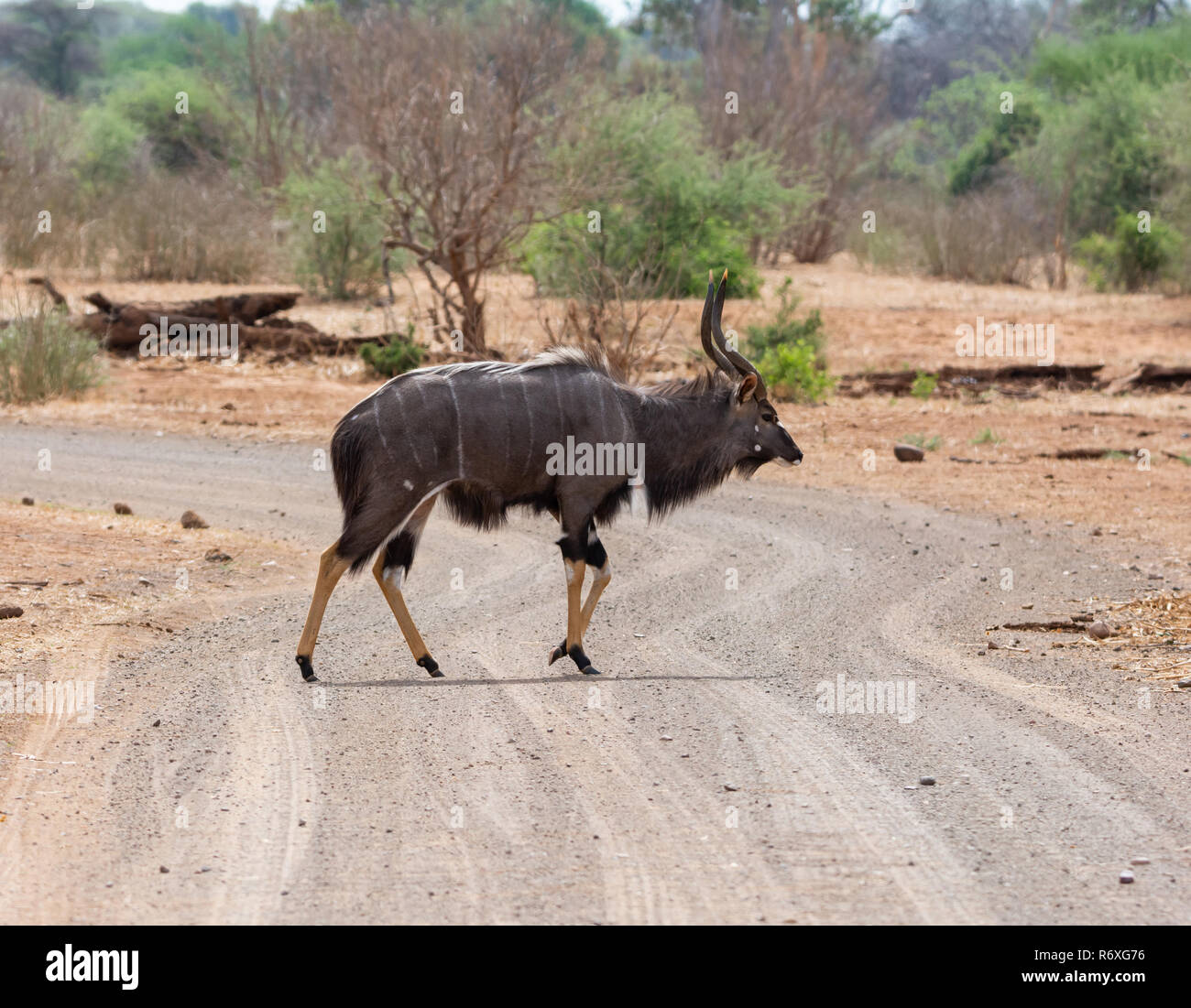 Closeup nyala hi-res stock photography and images - Alamy