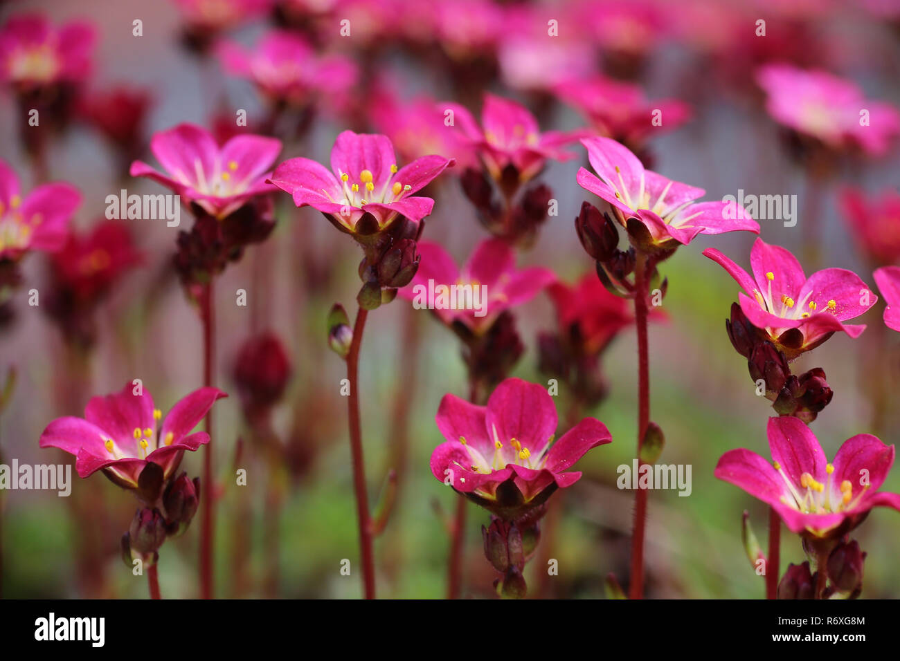red-blooming saxifrage saxifraga Stock Photo - Alamy