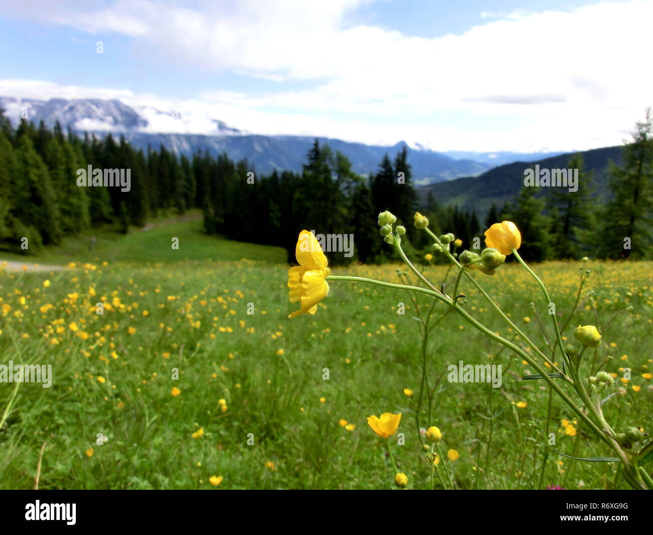 buttercup in front of meadow panorama Stock Photo - Alamy