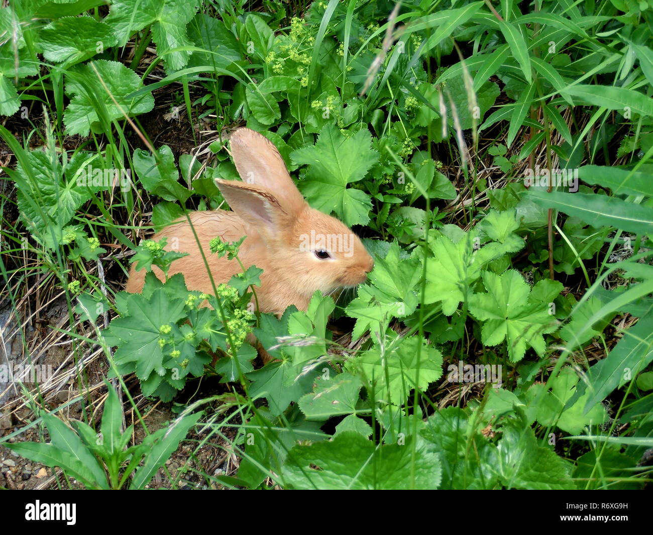 Beige farben hi-res stock photography and images - Alamy