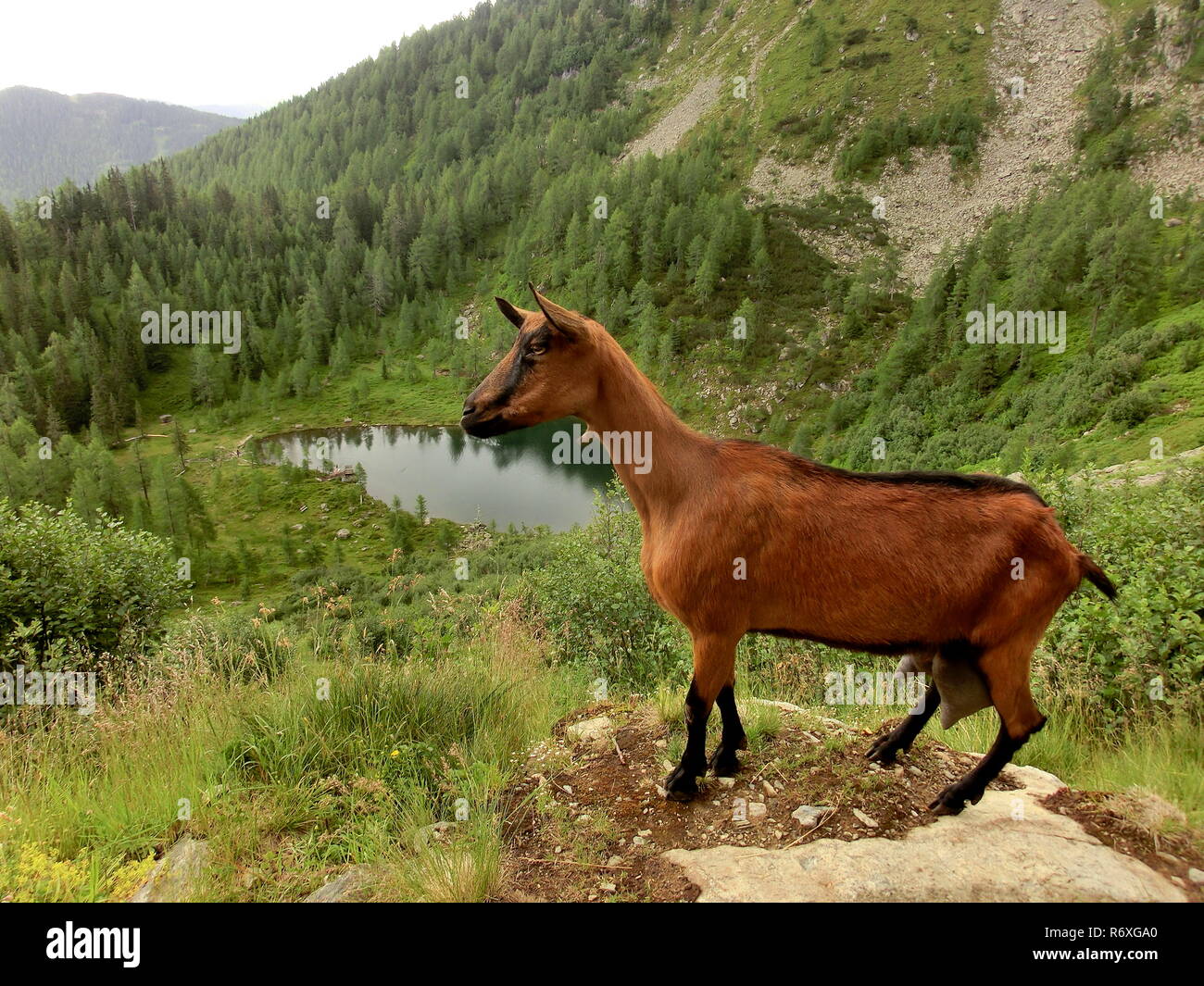 goat in front of landscape panorama Stock Photo - Alamy