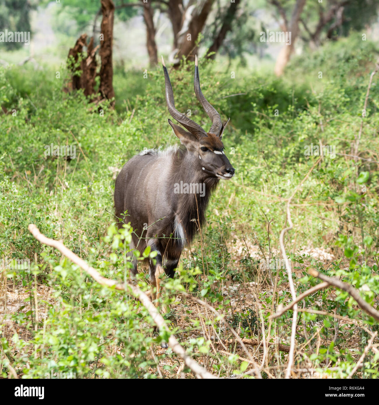 An Nyala bull in Southern Africa Stock Photo - Alamy