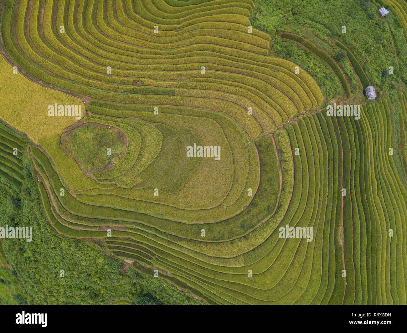 Top view of beautiful Vietnam landscapes with terraces rice field ...
