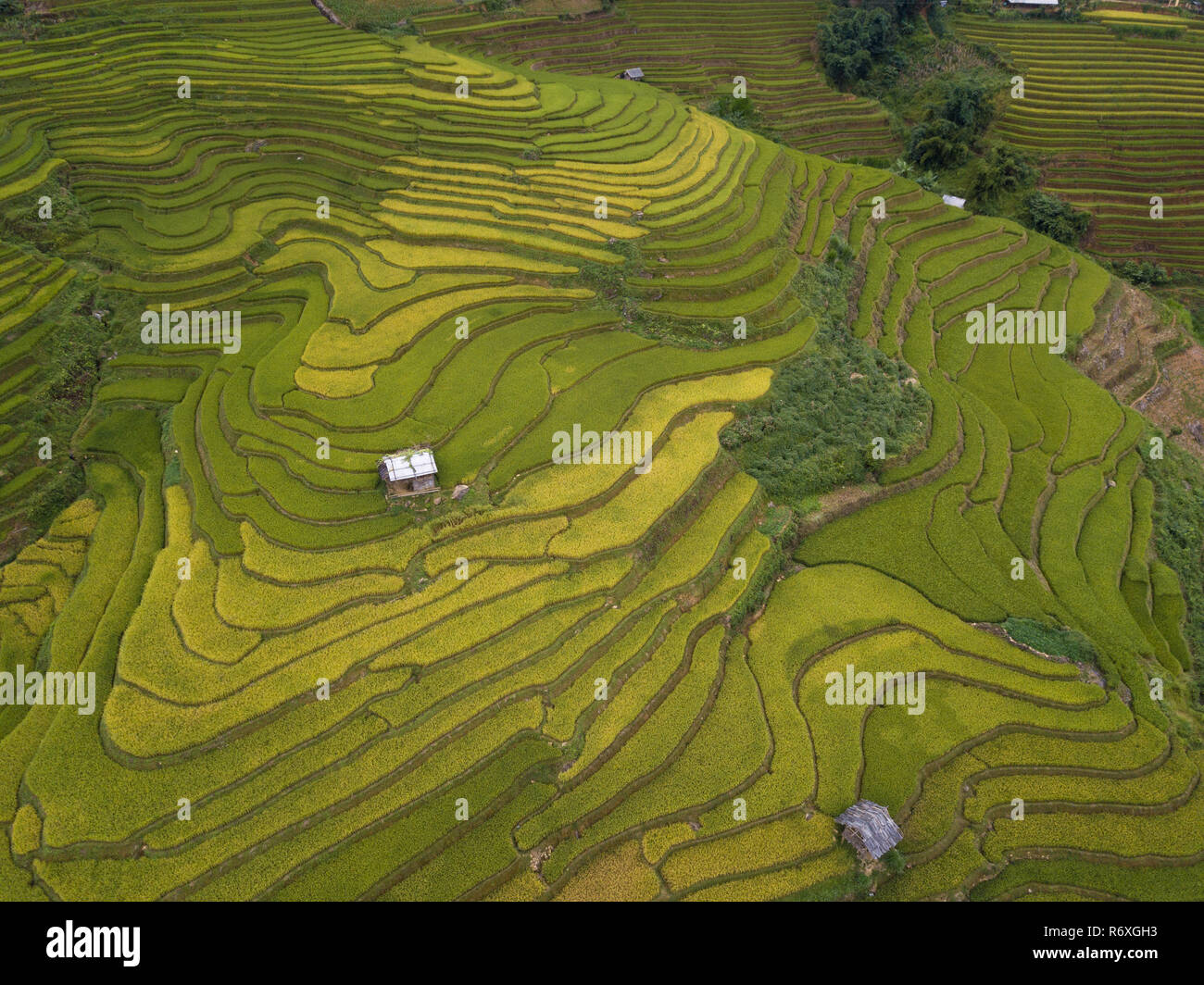 Top view of beautiful Vietnam landscapes with terraces rice field ...