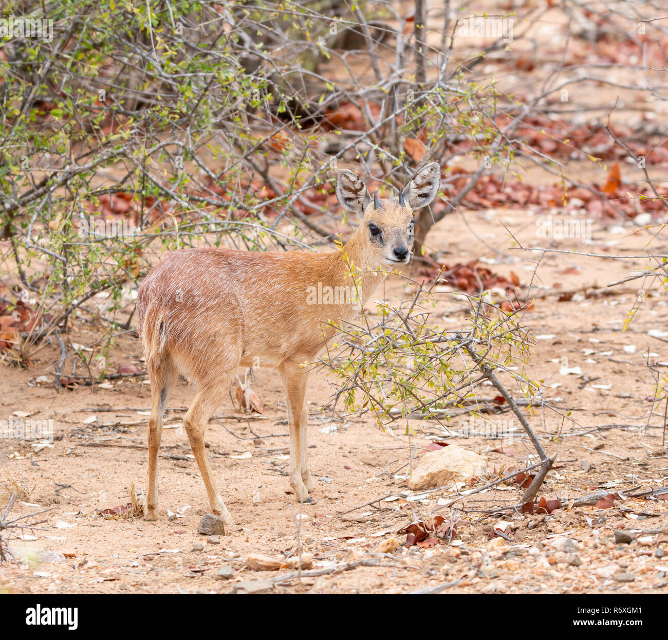 Small African Deer High Resolution Stock Photography and Images - Alamy