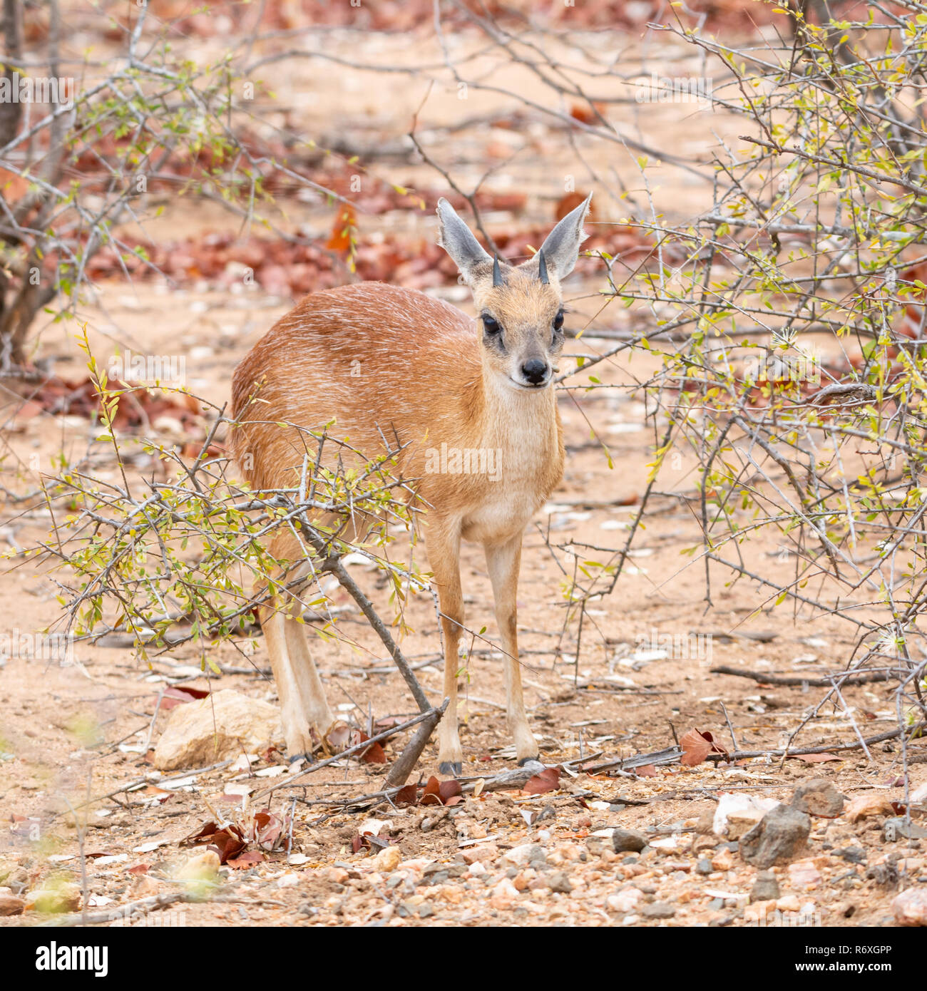 Small African Deer High Resolution Stock Photography and Images - Alamy
