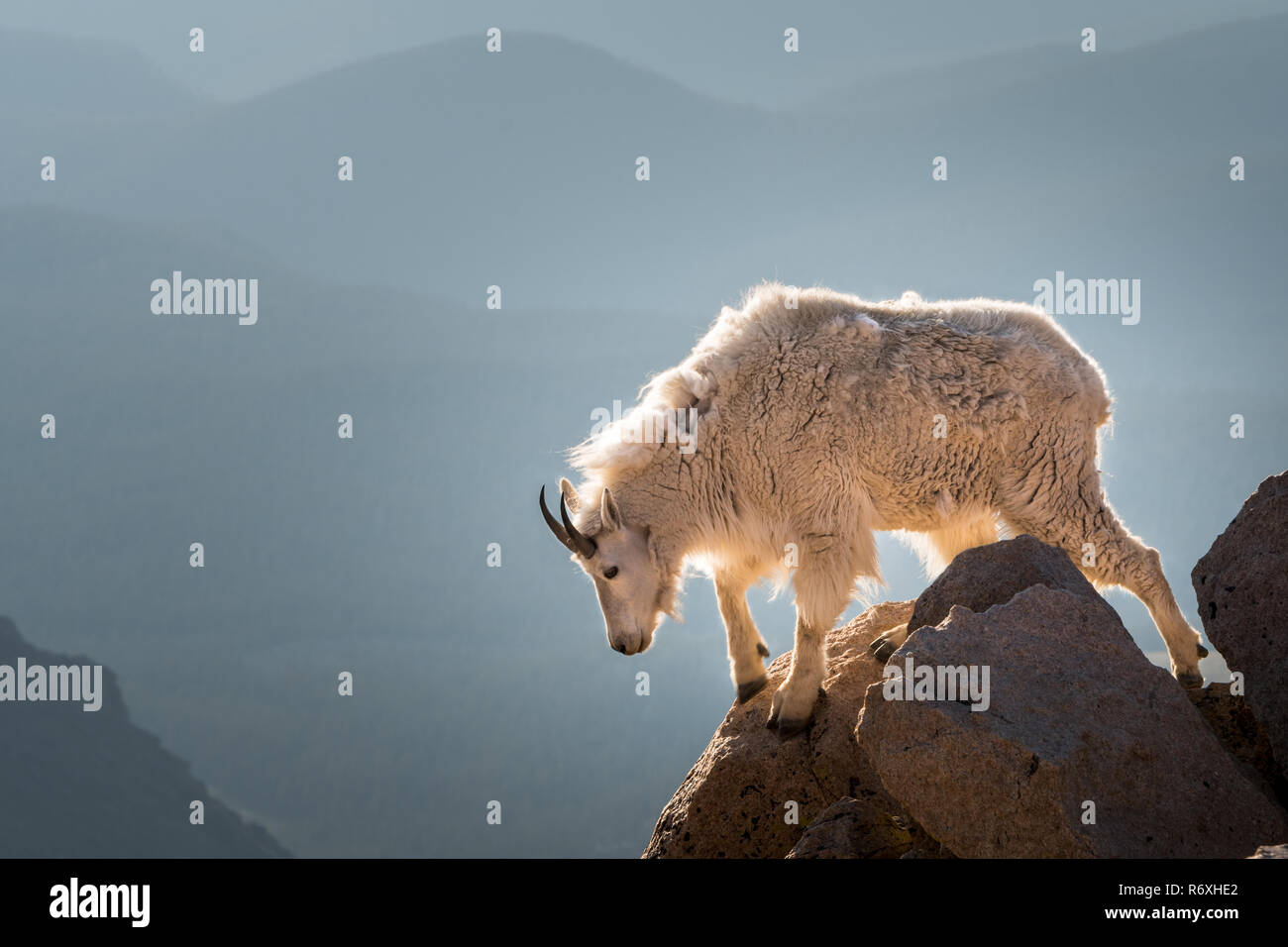 Long Horn Sheep Stock Photo - Alamy