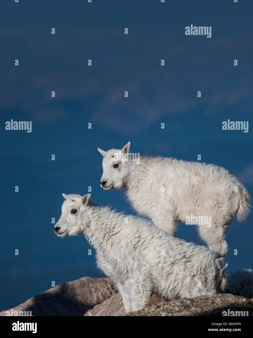 Longhorn sheep hi-res stock photography and images - Alamy