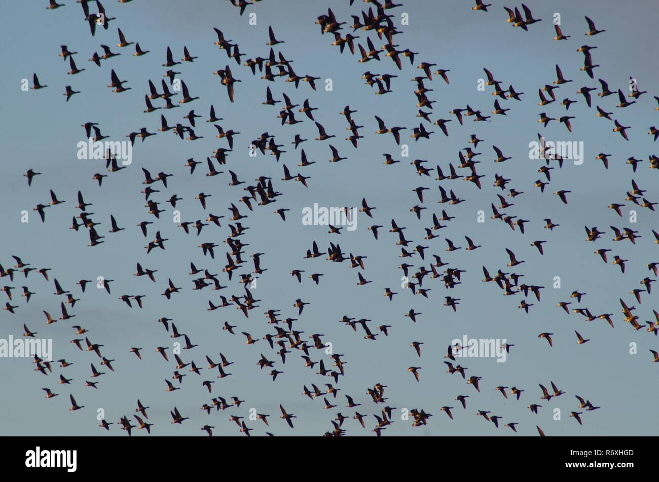 Flock Of Small Birds Uk High Resolution Stock Photography and Images ...