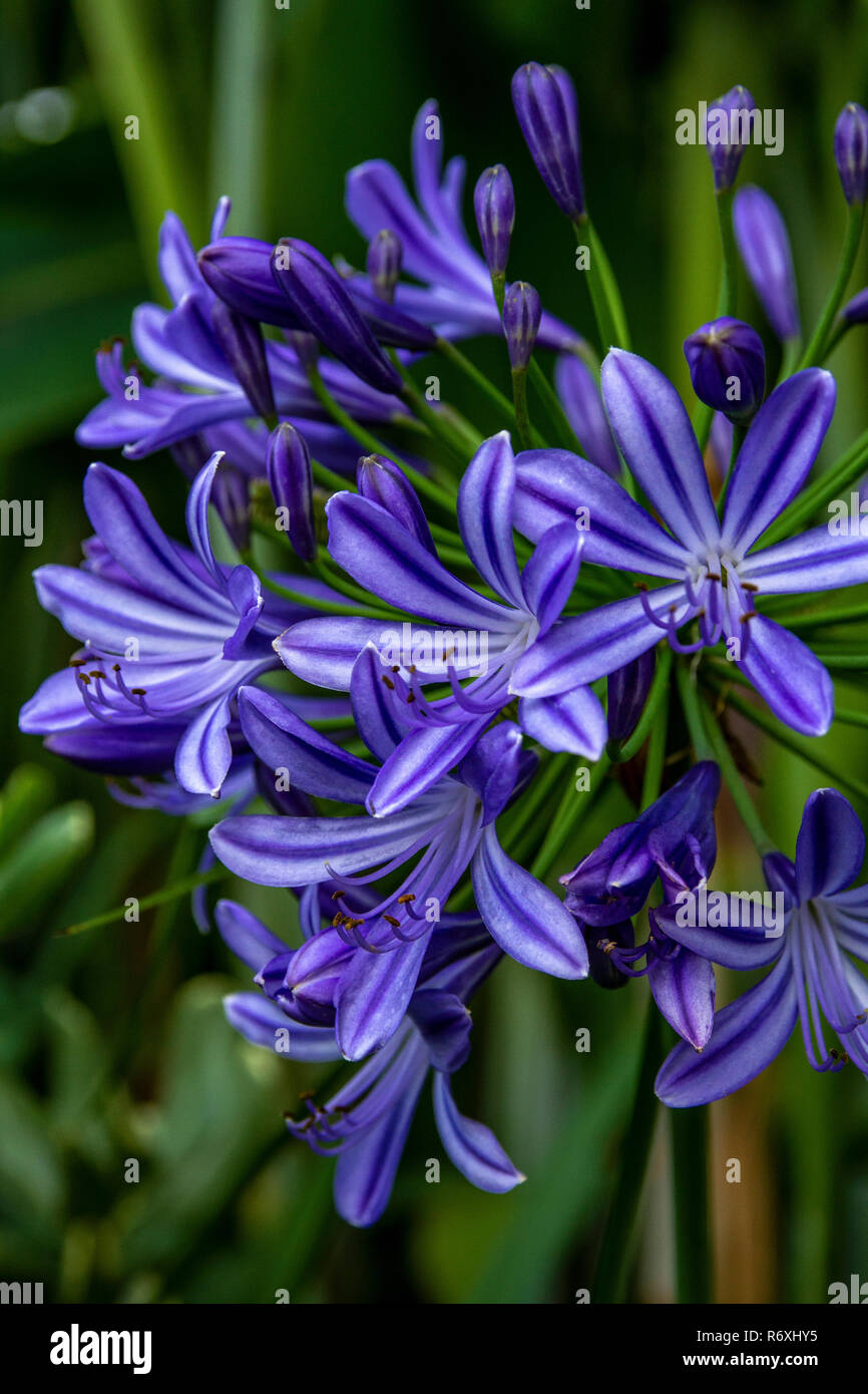 Agapanthus purple cloud, African lily Stock Photo - Alamy