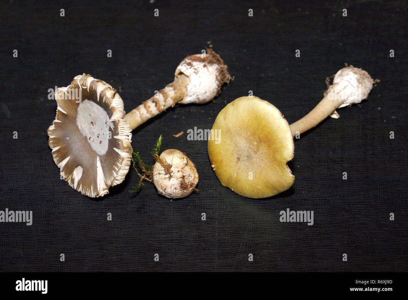 Cluster death cap amanita phalloides hi-res stock photography and ...