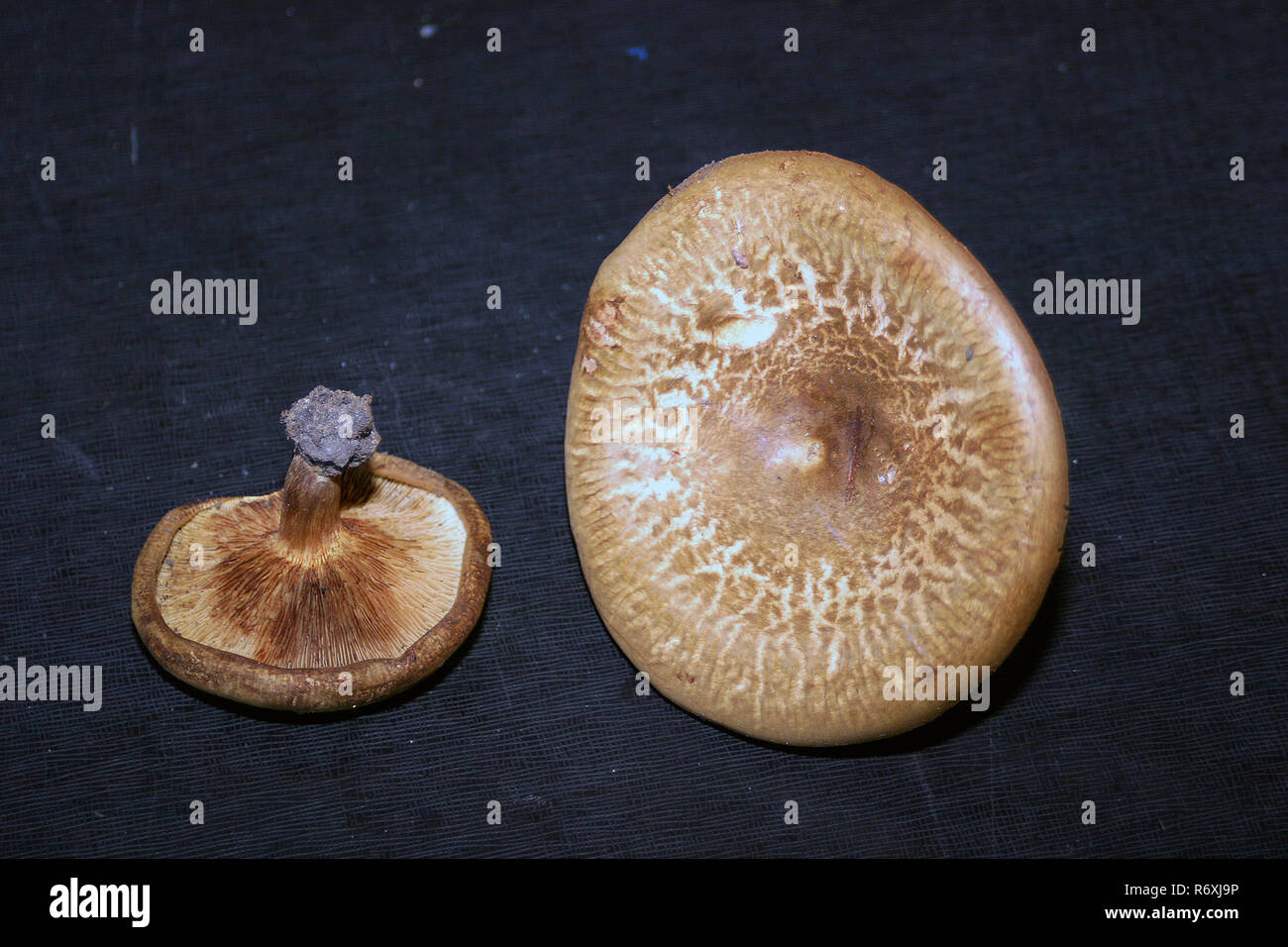 Paxillus involutus commonly known as the brown roll-rim aka common roll ...