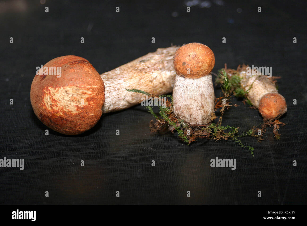 Leccinum aurantiacum or red-capped scaber stalk mushrooms fungus on ...