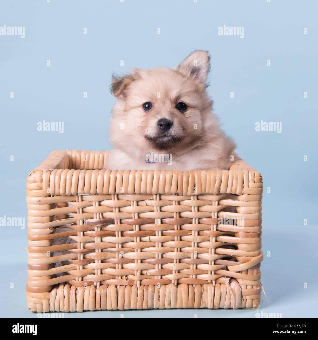 Adorable Pomeranian Puppies