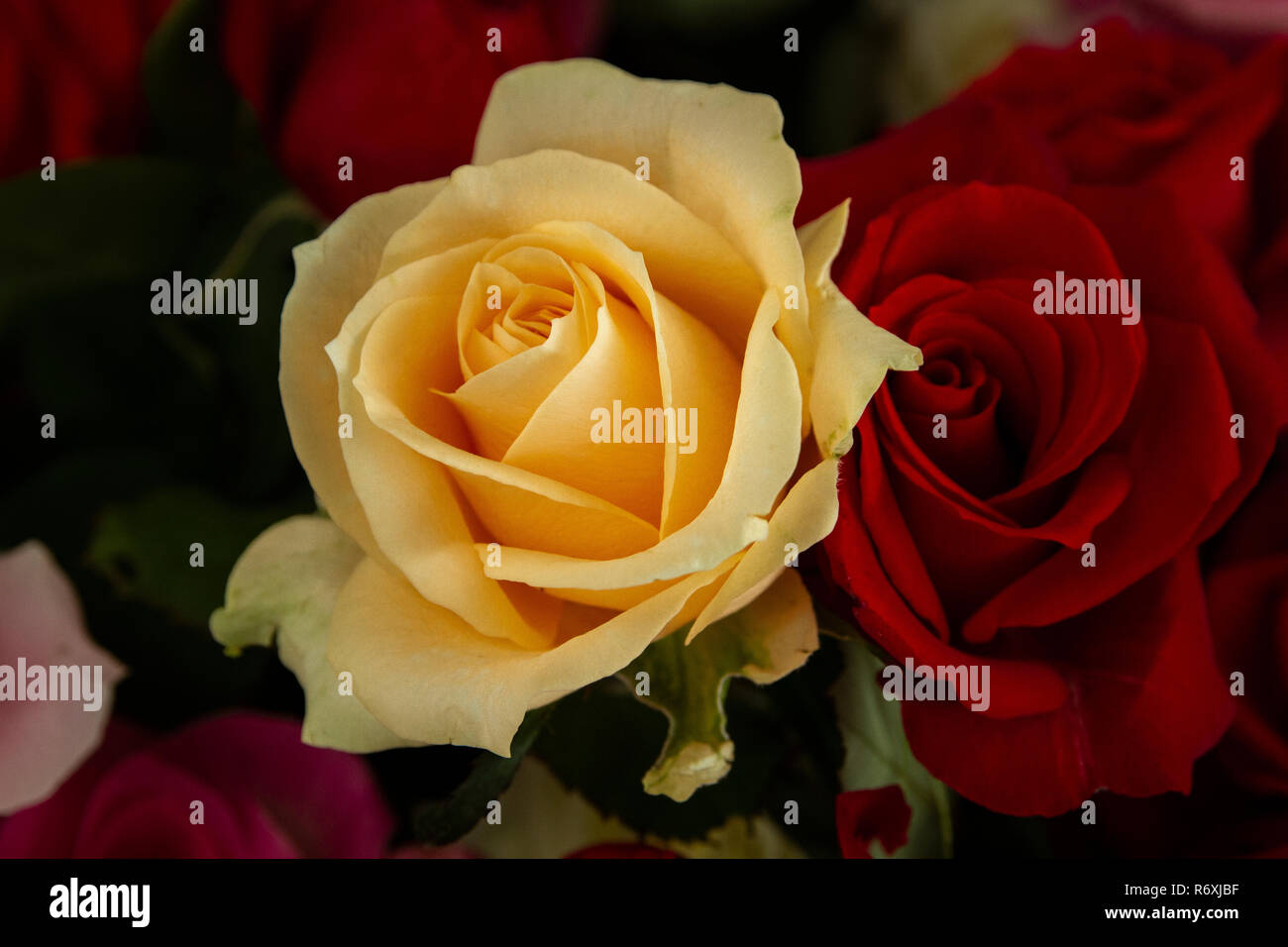 Beautiful roses close-up picture Stock Photo - Alamy