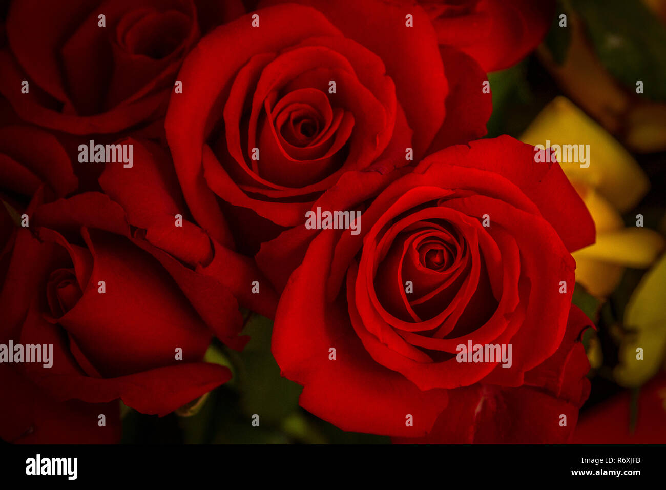Beautiful roses close-up picture Stock Photo - Alamy