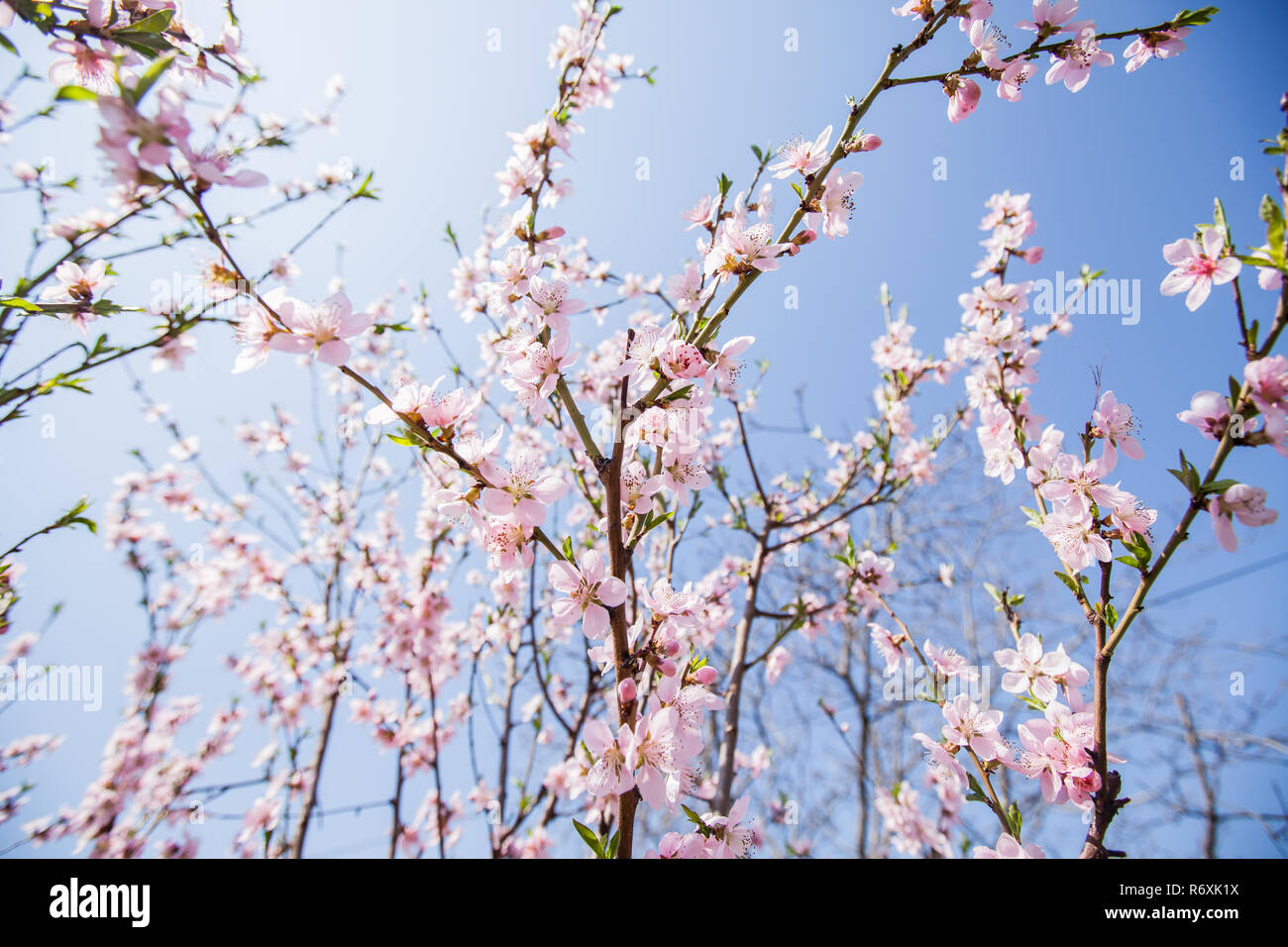 Spring Tree Blossom Stock Photo - Alamy