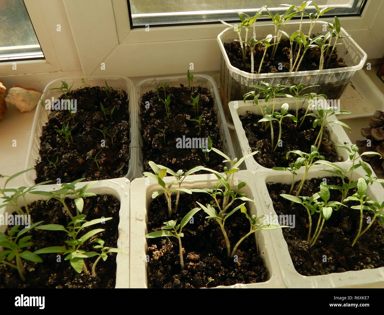 Planting material seedlings Stock Photo - Alamy