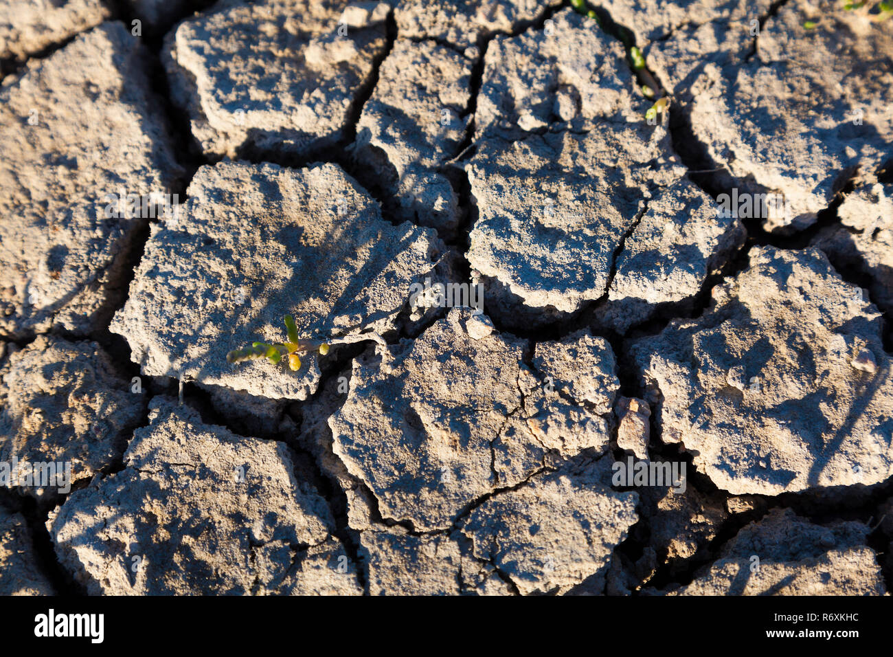 Aridity, Ploumanach, Brittany, France Stock Photo - Alamy