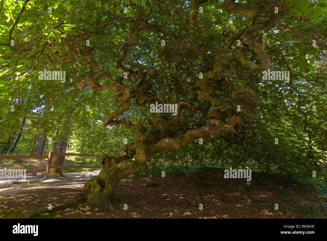 Twisted beech tree, Les Faux de Verzy forest, Champagne, France Stock ...