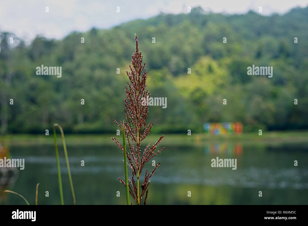 Ciparay hi-res stock photography and images - Alamy