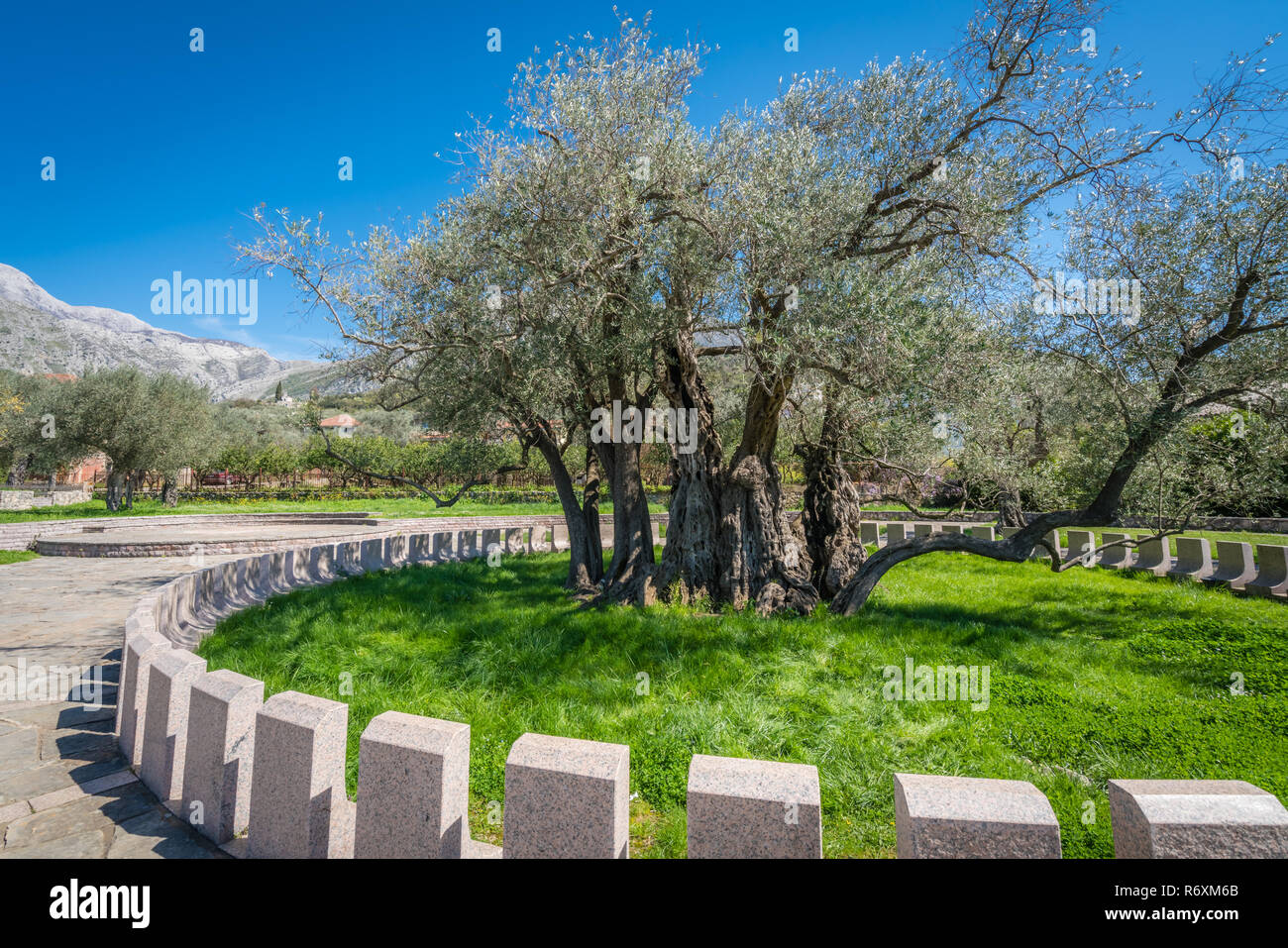 The oldest olive tree in Europe Stock Photo - Alamy