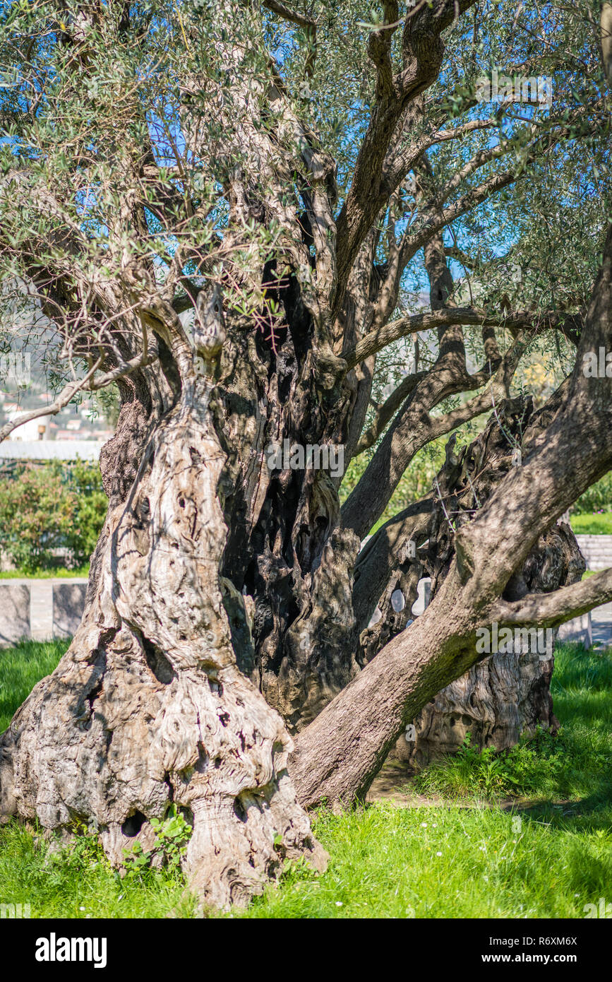 The oldest olive tree in Europe Stock Photo - Alamy