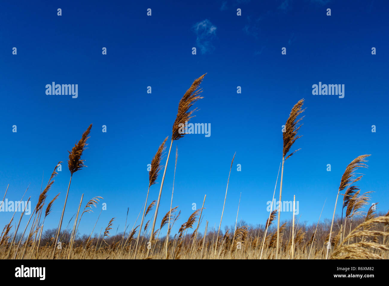 Marsh grasses hi-res stock photography and images - Alamy