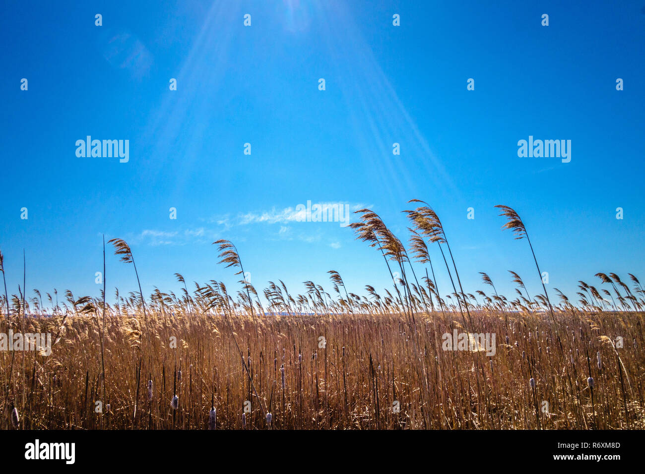 Marsh grasses hi-res stock photography and images - Alamy