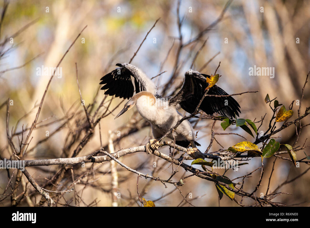 Juvenile Anhinga High Resolution Stock Photography and Images - Alamy