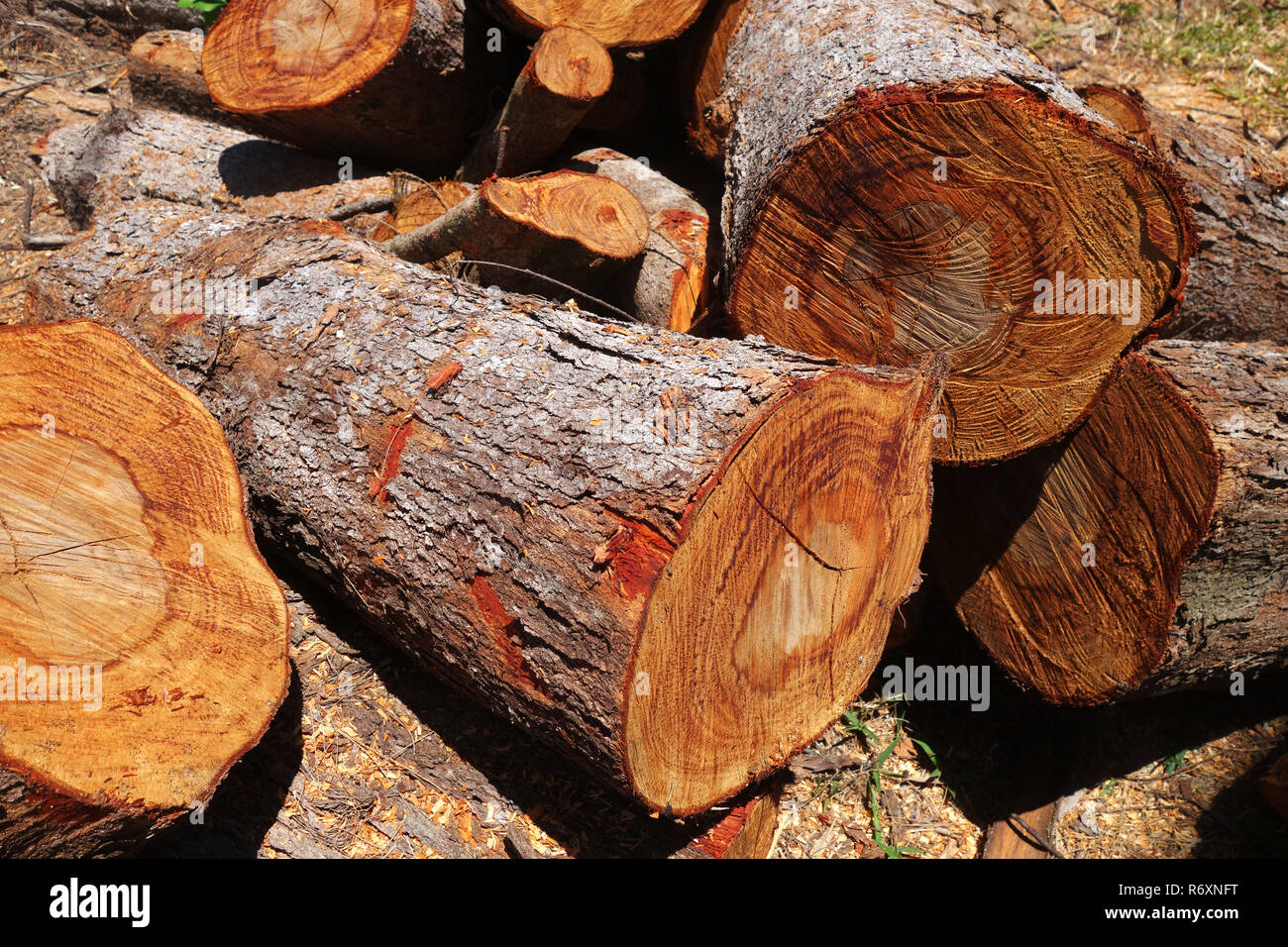 Pile of cut tree trunks Stock Photo - Alamy