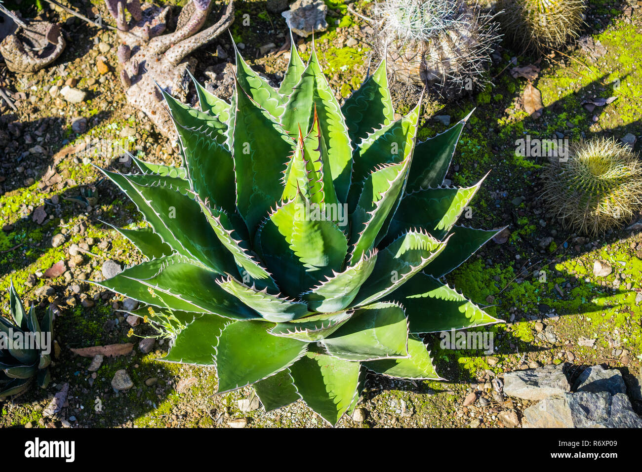 Agave palmeri hi-res stock photography and images - Alamy