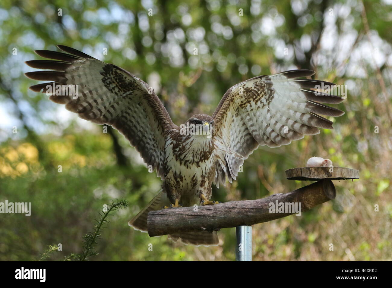 buzzard approaching to his feeding place Stock Photo - Alamy