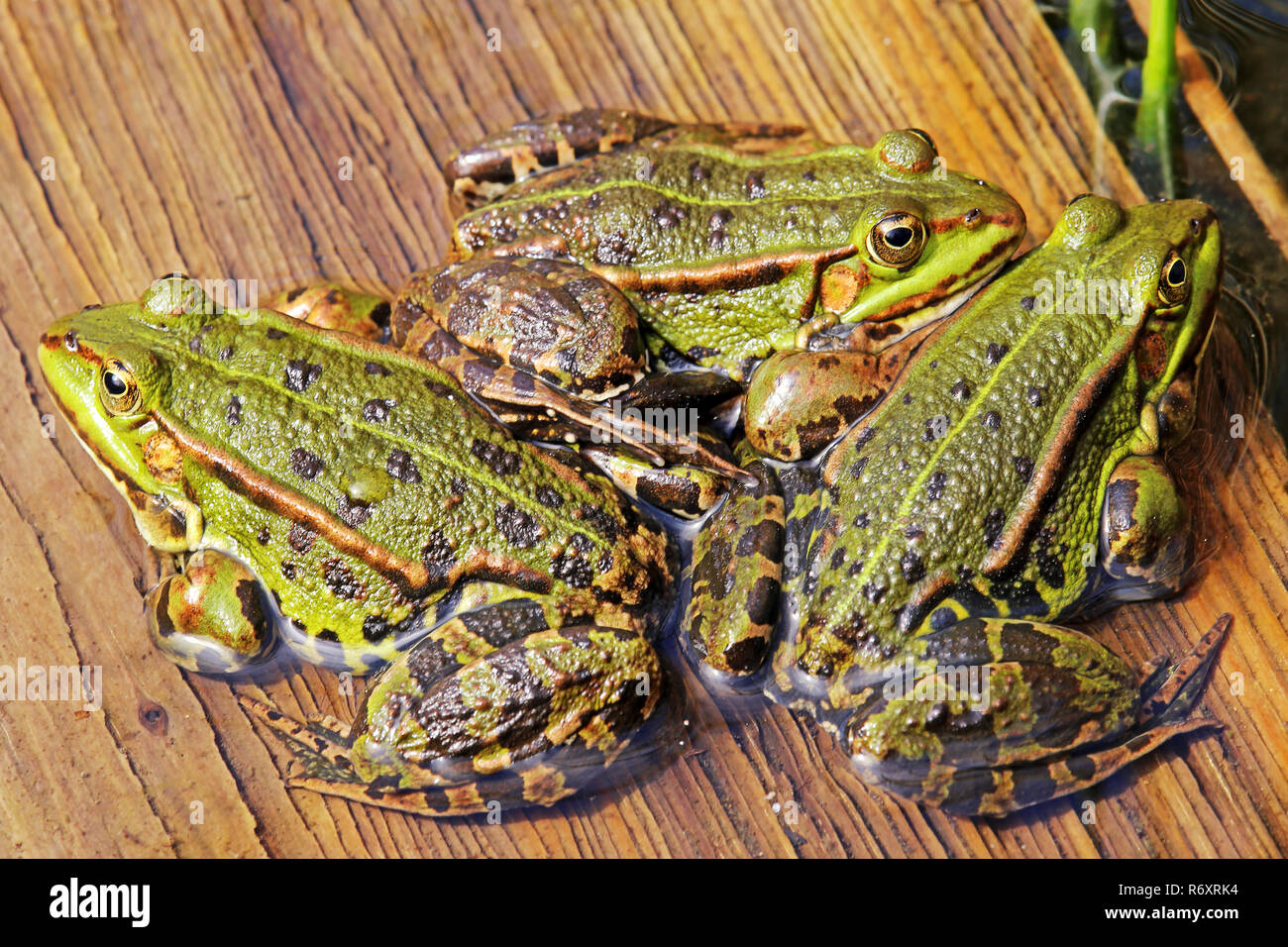 Conservation nature spring amphibians hi-res stock photography and ...