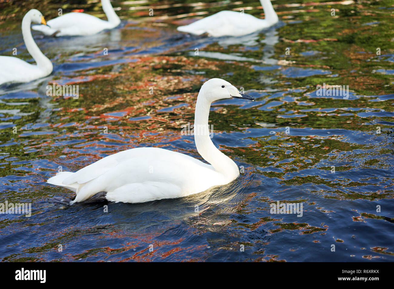 swan swim in black cannel Stock Photo - Alamy