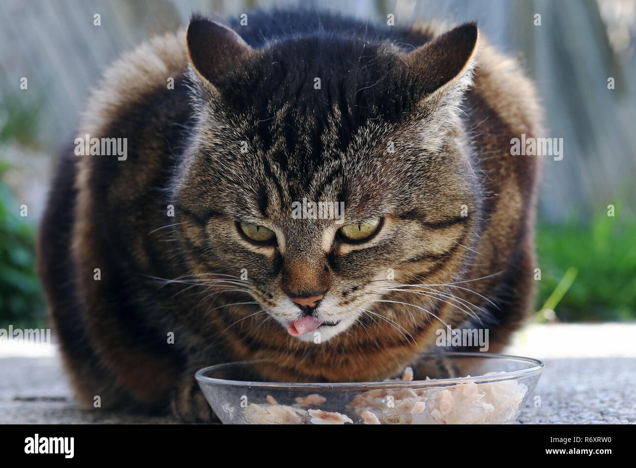 a cat eats cat food. a cat is happy about delicious food Stock Photo ...