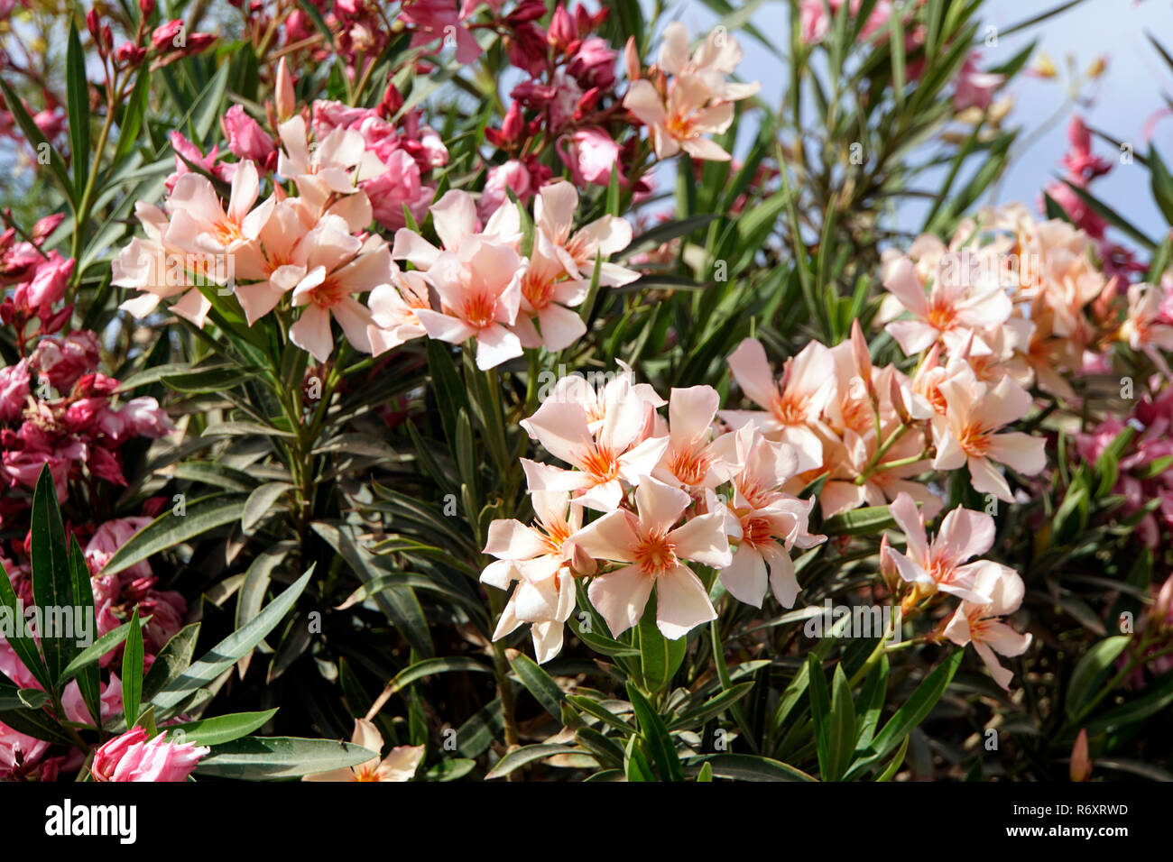 oleander (nerium oleander),salmon hybrids Stock Photo - Alamy